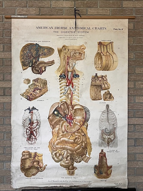 Large Vintage "Digestive System" Anatomical Chart | PARCEL